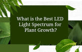 Understanding the Differences: Normal LED vs. Full Spectrum LED Lighti ...